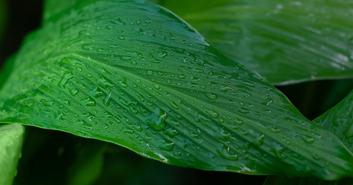 Maxicuma: Curcumin extraction with green ethanol